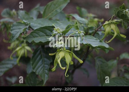 Photo of Kenanga flowers that are still green with a natural blur ...
