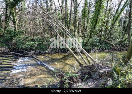 A fallen tree straddles the River Plym flows through the woods at ...