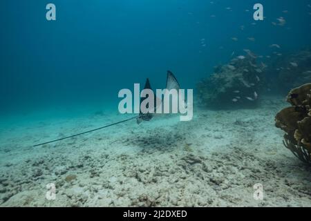 Seascape with Spotted Eagle Ray in the coral reef of Caribbean Sea ...