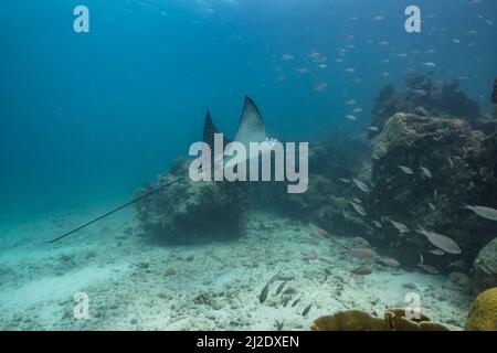Seascape with Spotted Eagle Ray in the coral reef of Caribbean Sea ...