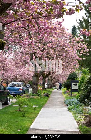 Cherry blossom trees line a residential street in Vancouver, on Tuesday ...