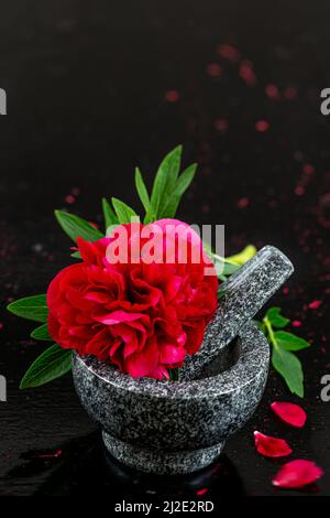 Red peony paeoni, latin name paeoniaceae isolated on a black background ...