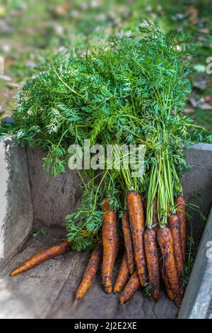 Wheelbarrow with carrot Stock Photo - Alamy