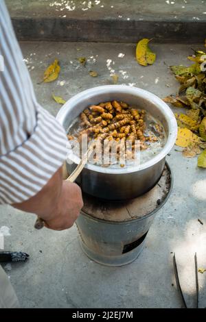 Turmeric root being dried in the sun with some parts in focus forming a ...