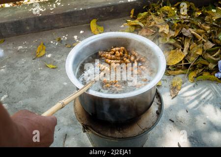 Turmeric root being dried in the sun with some parts in focus forming a ...