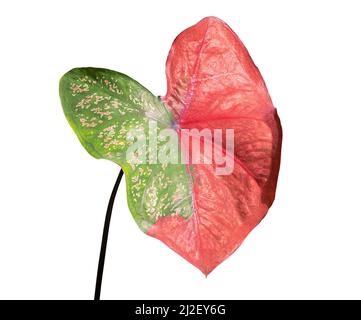 Caladium bicolor leaves background, Caladium White Queen green red leaf ...