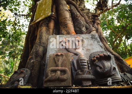 Gokarna, India - February 19, 2016: Holy banyan tree with snakes ...