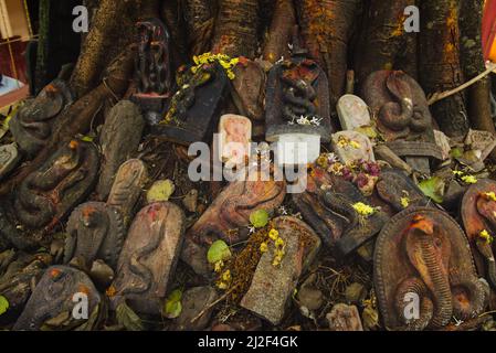 Gokarna, India - February 19, 2016: Holy banyan tree with snakes ...