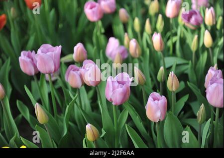 Lilac-pink Triumph tulips (Tulipa) Alibi bloom in a garden in March ...