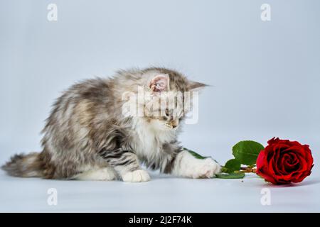 White cat with red roses Stock Photo - Alamy