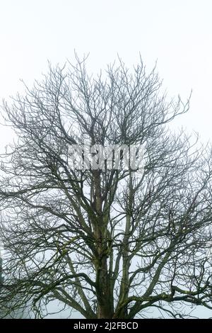 A low angle shot of a tree with leafless branches in a green forest in ...