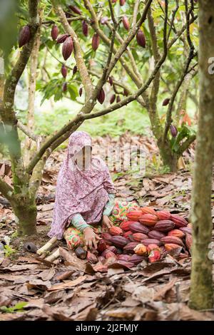 A woman smallholder farmer sorts her cocoa pod harvest on a farm in ...