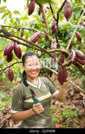 Indonesian cocoa trees plantation harvest - opened ripe pod on drying ...
