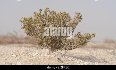 Halophyte Zygophyllum qatarense or Tetraena qatarense plant in desert ...