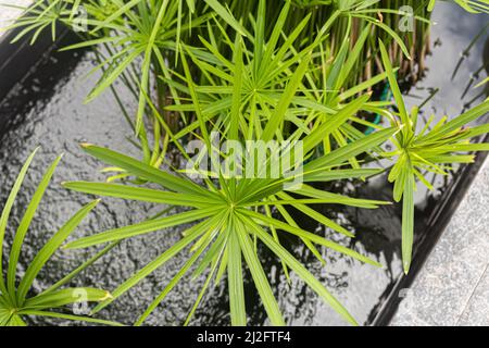 Papyrus sedge / paper reed / Indian matting plant / Nile grass (Cyperus ...