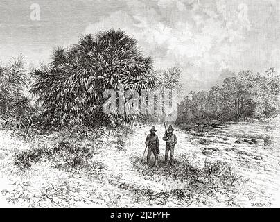 Moriche Palm, Mauritia flexuosa, Amazon river basin, Brazil Stock Photo ...