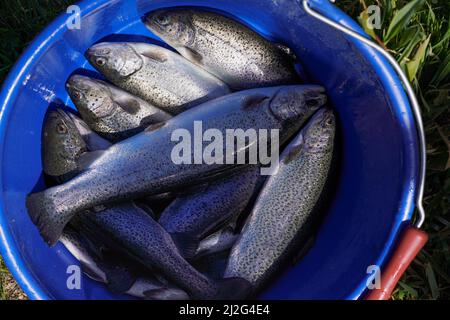 Detail of the scales in the skin of a freshly caught yellowfin tuna ...