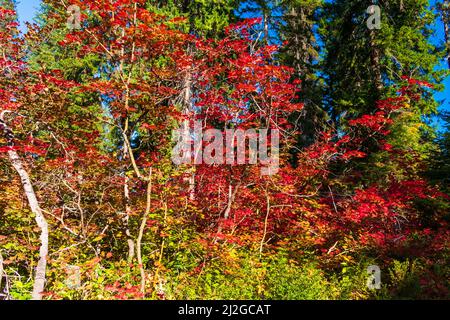 Beautiful Fall Foliage at Lake Wenatchee State Park, Washington, USA ...