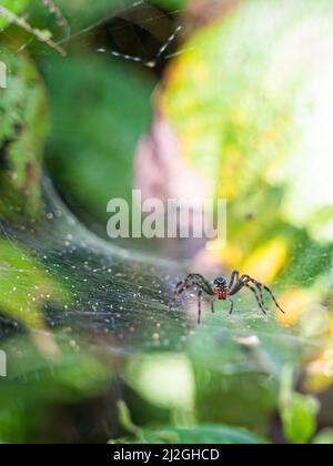 unknown spider ( Aglaoctenus Lagotis ? ) in the amazon rainforest in ...
