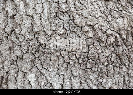Oat Tree bark pattern backgrounds wallpaper Stock Photo - Alamy