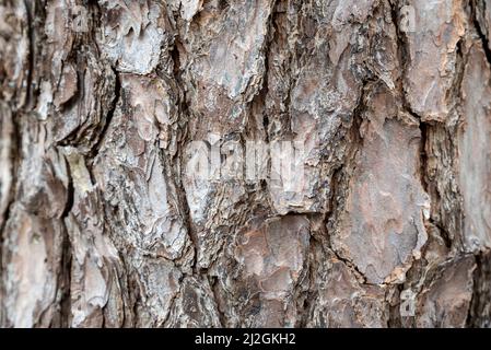 Oat Tree bark pattern backgrounds wallpaper Stock Photo - Alamy
