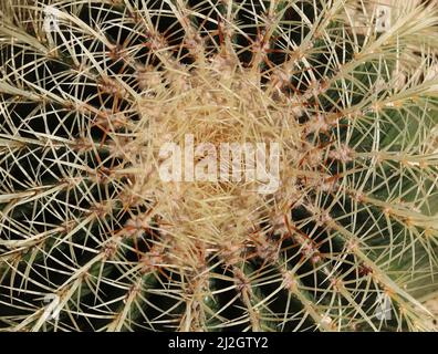 full frame view of beautiful house with windows and open wooden ...