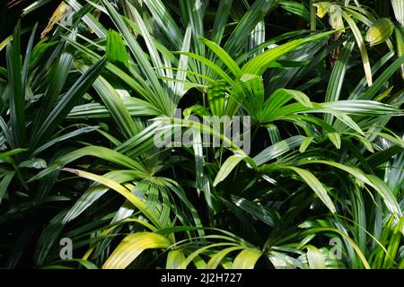 Rhapis exelsa (Also called broadleaf lady palm, bamboo palm, palem ...