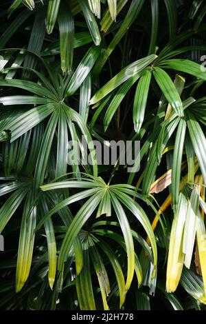Rhapis exelsa (Also called broadleaf lady palm, bamboo palm, palem ...