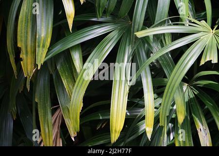Rhapis exelsa (Also called broadleaf lady palm, bamboo palm, palem ...