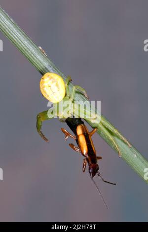 Australian Earwig, Elaunon bipartitus. Coffs Harbour, NSW, Australia ...