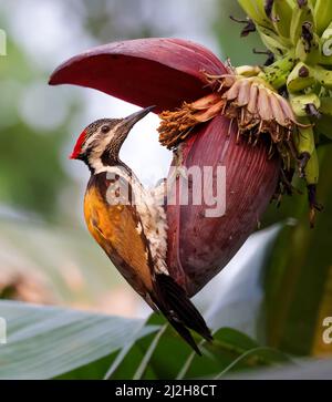 The Birds of India: Lesser Golden-backed Woodpecker in Kerala, India ...