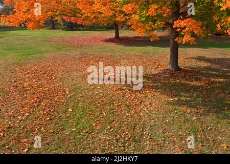 Colorful sugar maple trees in autumn, in Indiana Stock Photo - Alamy