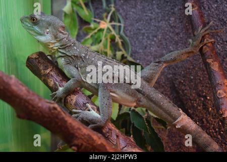 Plumed basilisk (Basiliscus plumifrons), also known as the green ...