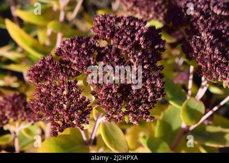 Drying autumn succulent Stock Photo - Alamy