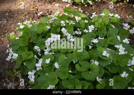 Fresh white Viola canadensis on green leaves background. White Viola in ...