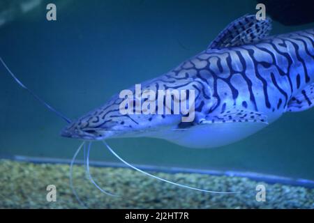 Pseudoplatystoma tigrinum fish, the tiger sorubim long whiskered ...