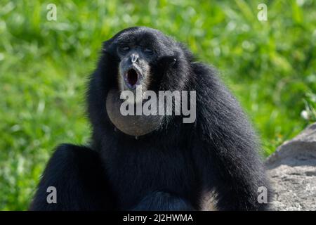 Siamang (Symphalangus syndactylus) with throat sac inflated, arboreal ...
