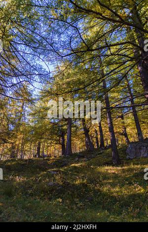 The gold-colored larch woods during the Foliage in the mountains of ...