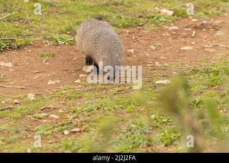 Spanish Mongoose in a Mediterranean forest with the first light of the ...