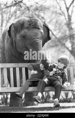Layang Layang London Zoo's Asian Elephant tries to muscle in on ...