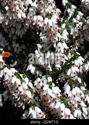 Ladybird or ladybug on a white heather plant in my garden. They are ...