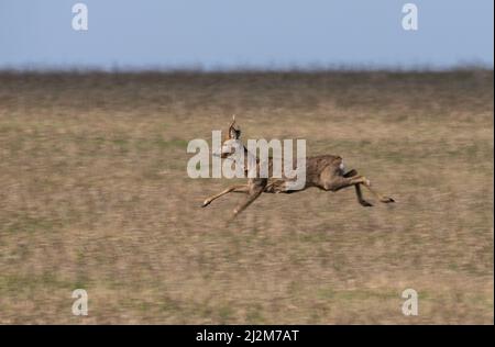 Wild deer are jumping very fast across the field Stock Photo - Alamy