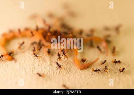 Scorpion is eating by ants. Wildlife of insects. Macro, selective focus ...