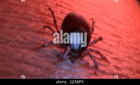 Tick biting human skin, illustration Stock Photo - Alamy