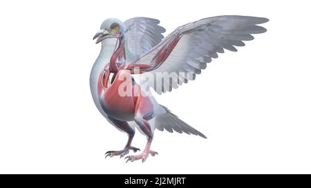 Pigeon muscle anatomy, illustration Stock Photo - Alamy