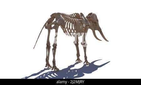 Elephant skeleton, illustration Stock Photo - Alamy