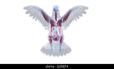 Pigeon muscle anatomy, illustration Stock Photo - Alamy