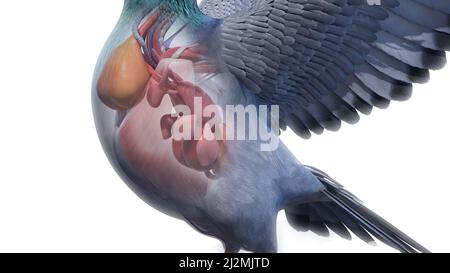 Pigeon muscle anatomy, illustration Stock Photo - Alamy