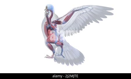 Pigeon muscle anatomy, illustration Stock Photo - Alamy
