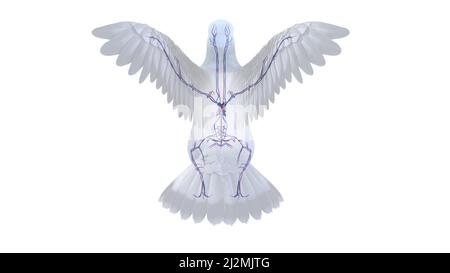 Pigeon vascular system, illustration Stock Photo - Alamy